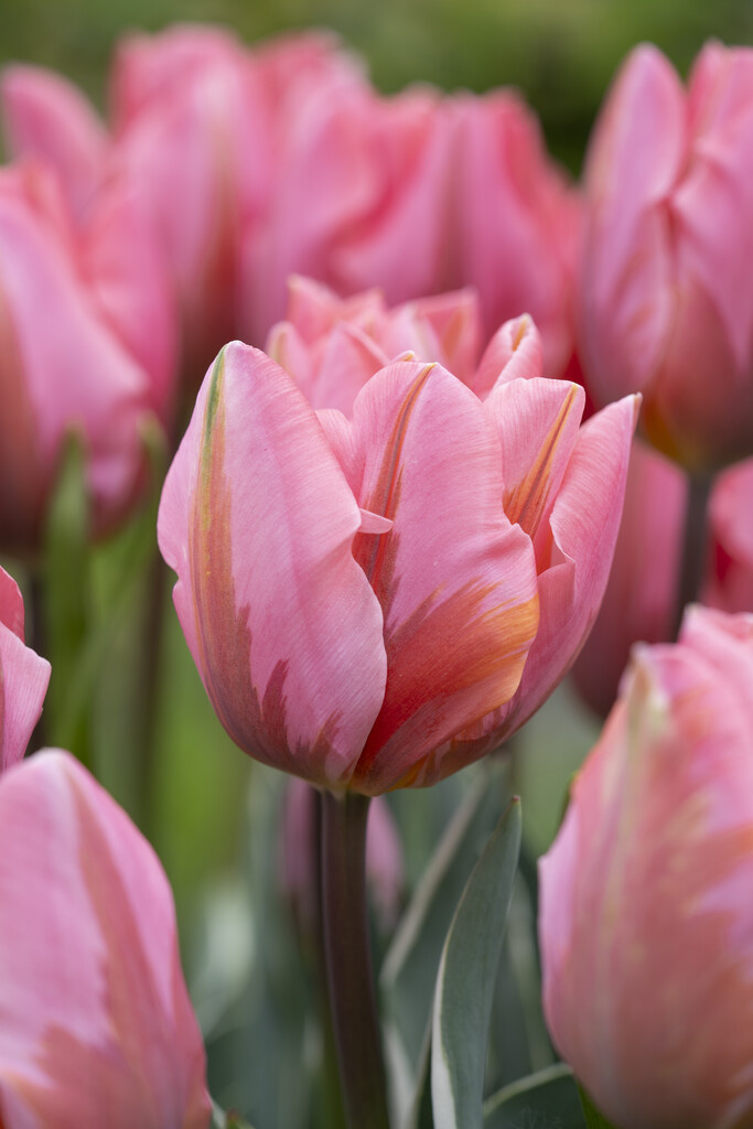 Tulip bulbs Pretty Princess - unique pink flamed tulip! - Tulip Store