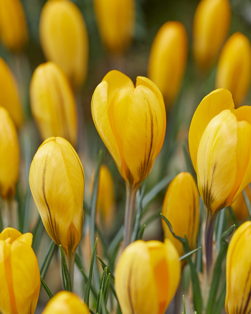 Crocus bulbs Large Yellow - giant crocus! - Tulip Store