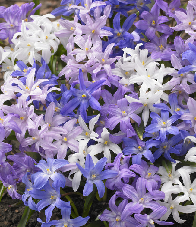 Chionodoxabulbs Happy Spring - wonderful mix of chionodoxa! - Tulip Store