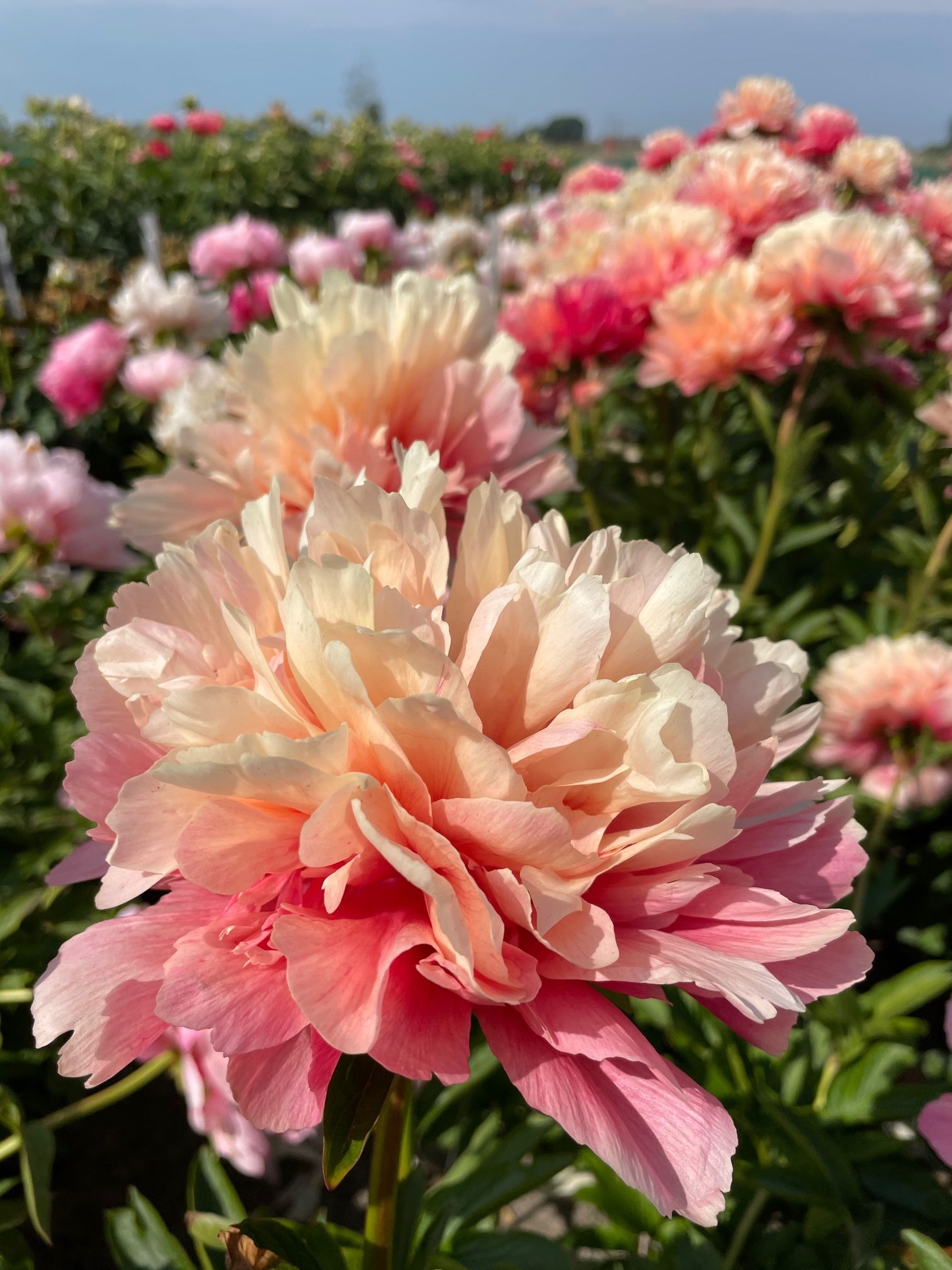 Peony roots Lorelei - wonderful, unique colour! - Tulip Store