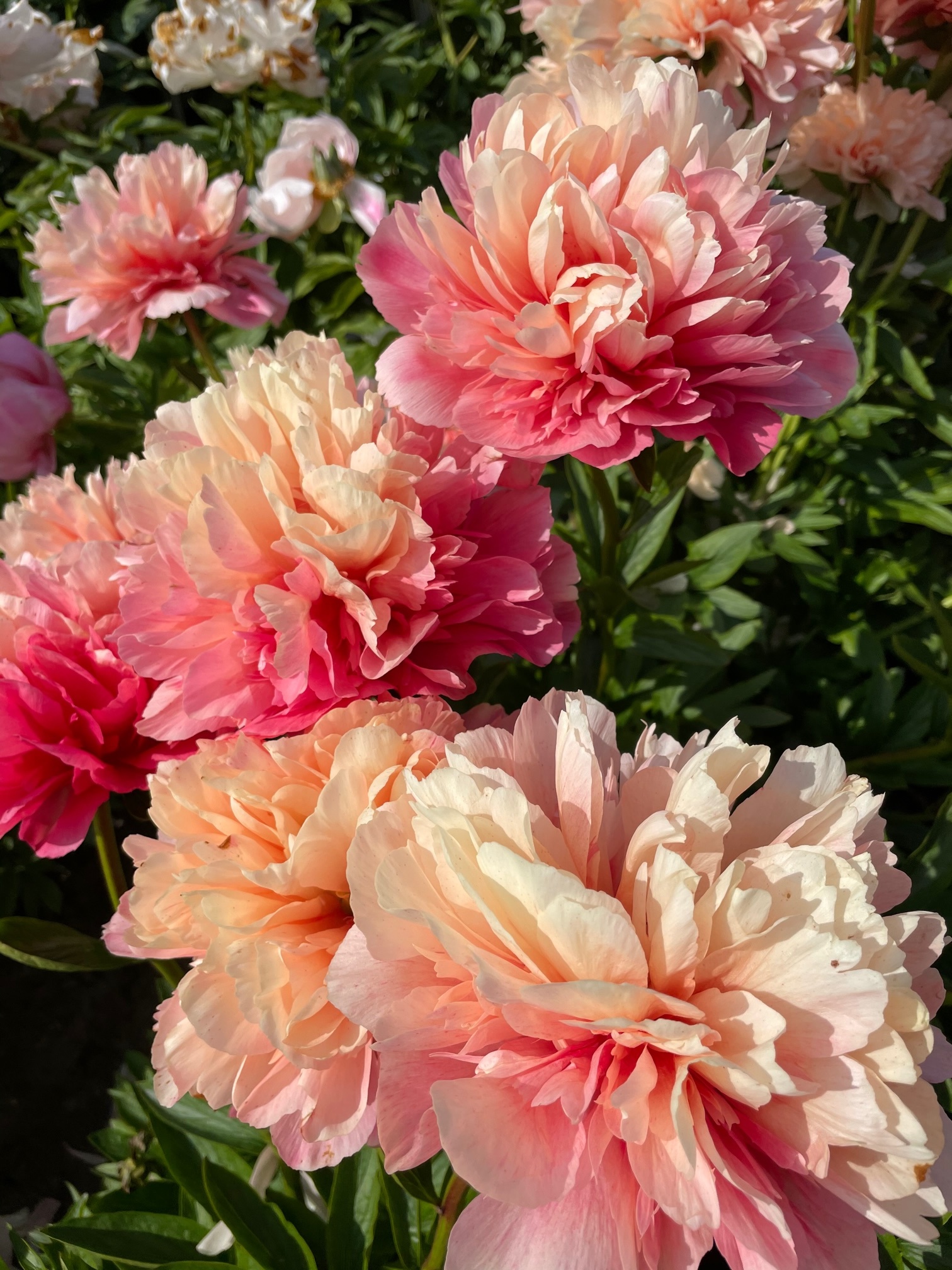 Peony roots Lorelei - wonderful, unique colour! - Tulip Store