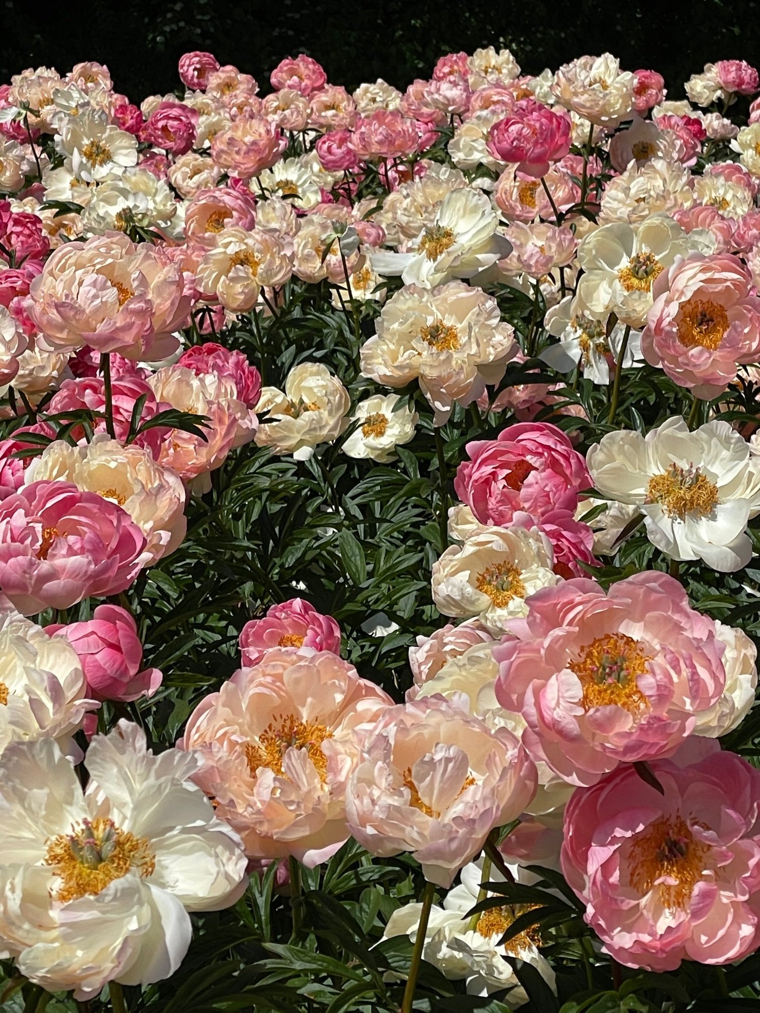 Peony roots Lorelei - wonderful, unique colour! - Tulip Store