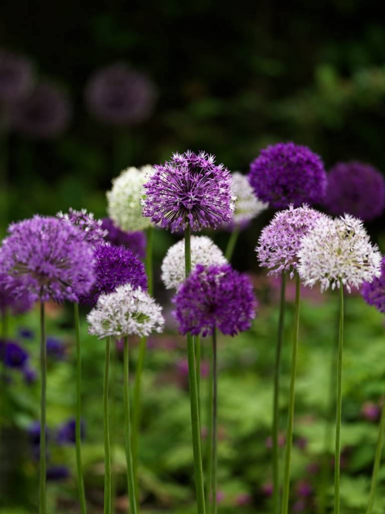 Allium bulbs Purple Sensation - wonderful purple Allium! - Tulip Store