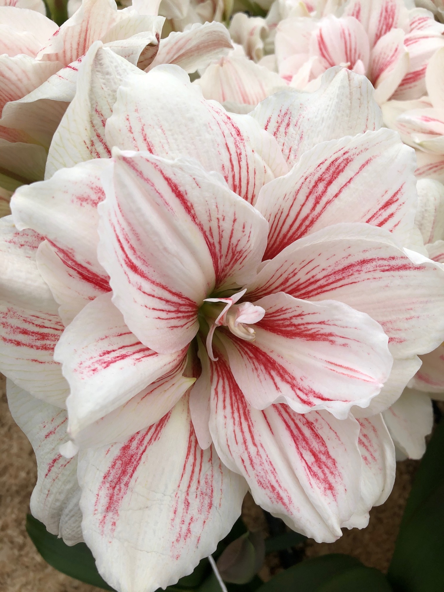 Amaryllis Aquaro - striped richly filled flowers! - Tulip Store