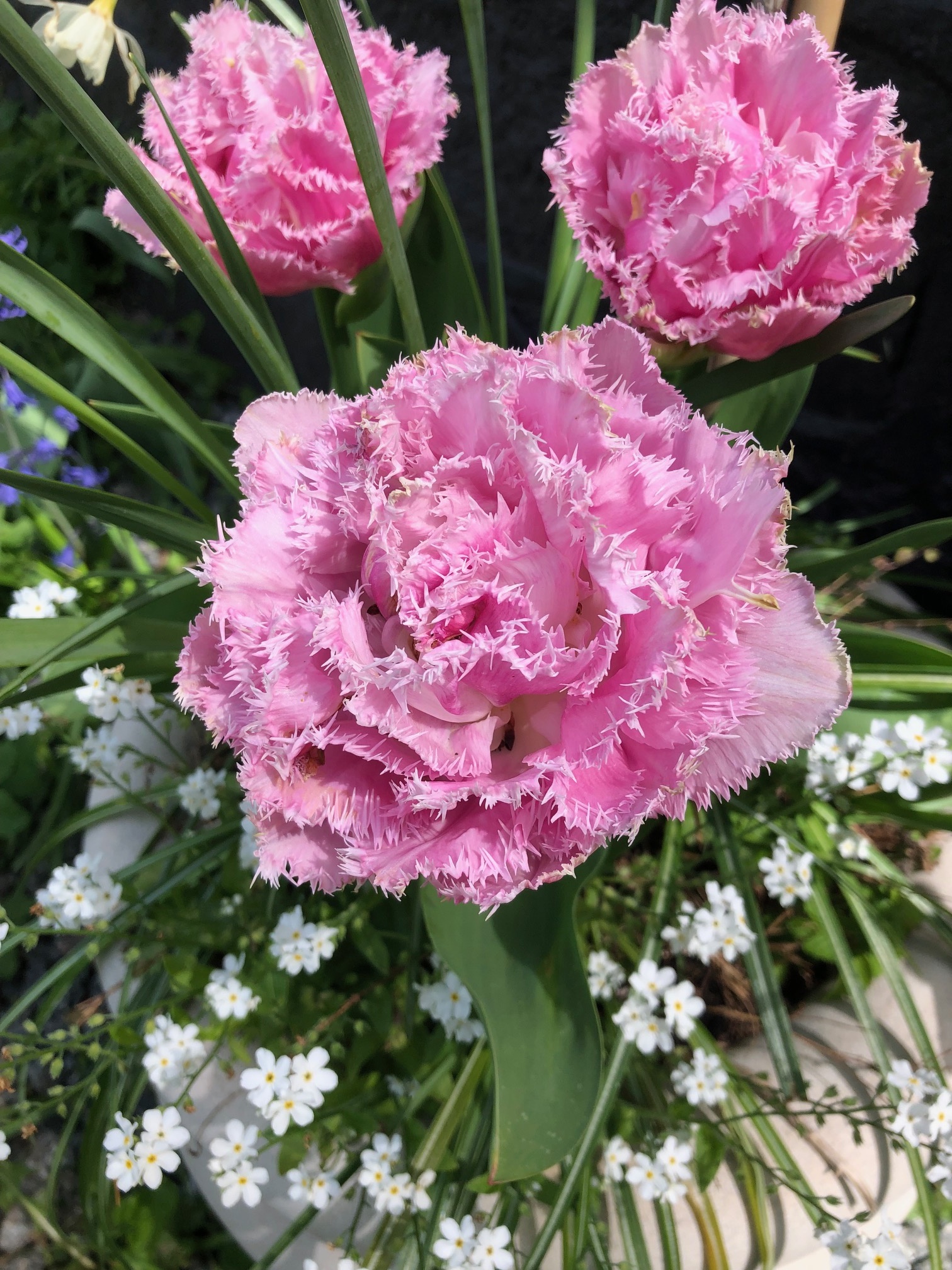 Tulip bulbs Perth - amazing new peonyflowering tulip! - Tulip Store