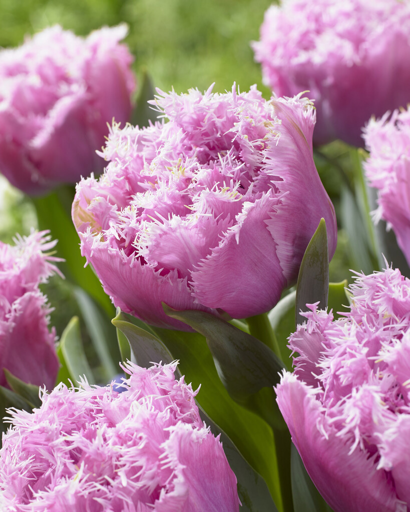 Tulip bulbs Perth - amazing new peonyflowering tulip! - Tulip Store
