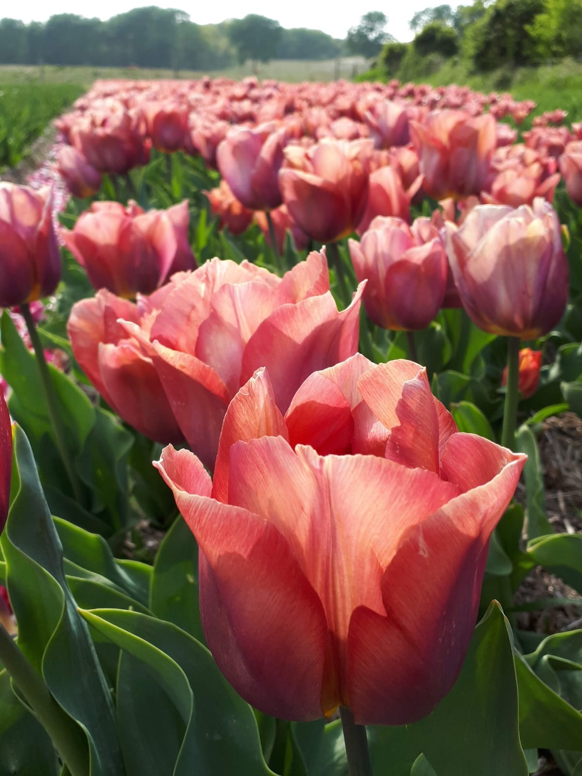 Tulip bulbs Amaru - lovely exclusive tulip! - Tulip Store