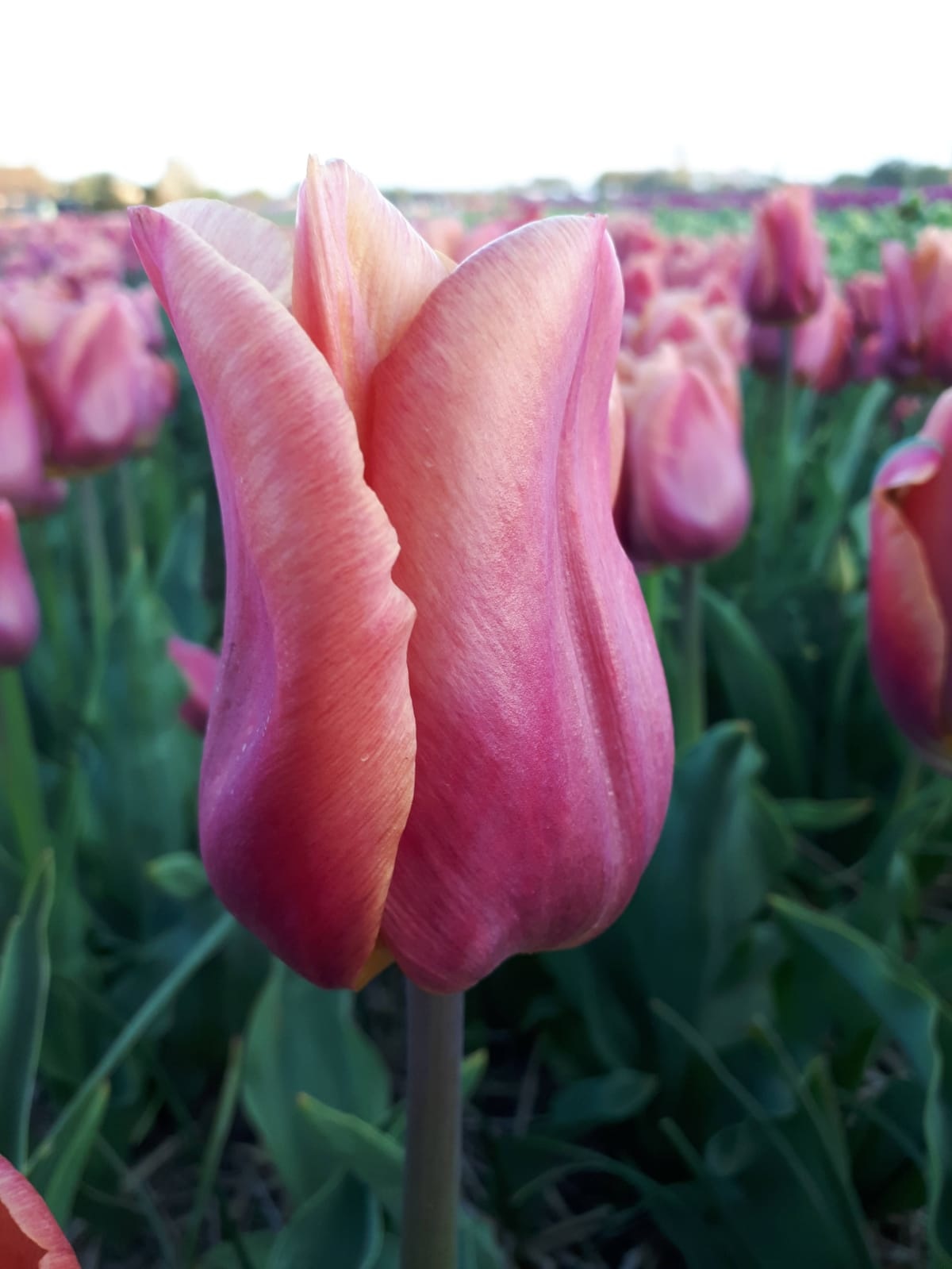 Tulip bulbs Amaru - lovely exclusive tulip! - Tulip Store