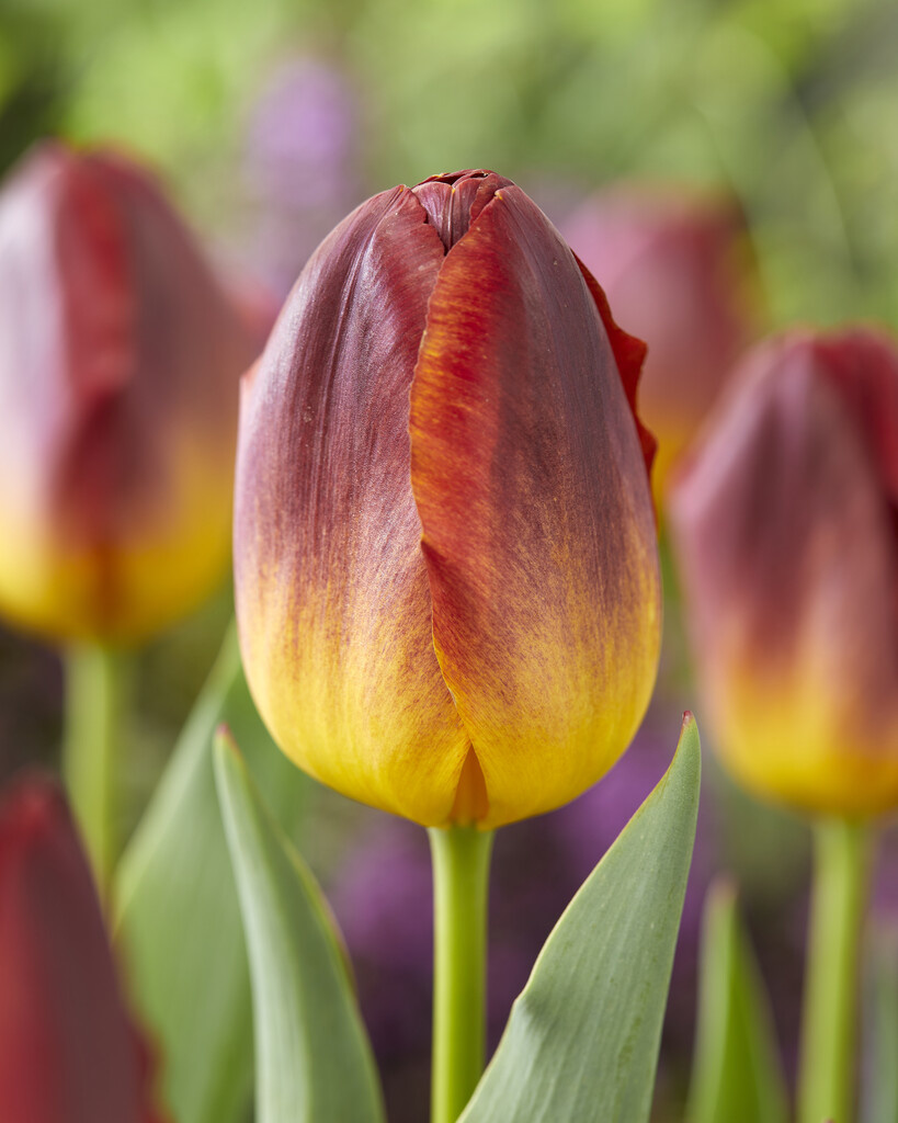 Tulip bulbs Amberglow - an unique wonderful tulip! - Tulip Store
