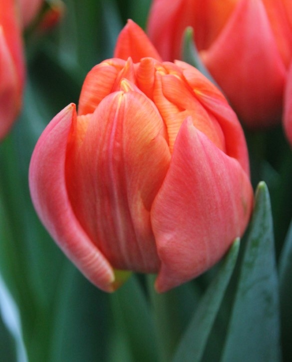 Tulip bulbs Lorenzo - a new exclusive peony tulip! - Tulip Store