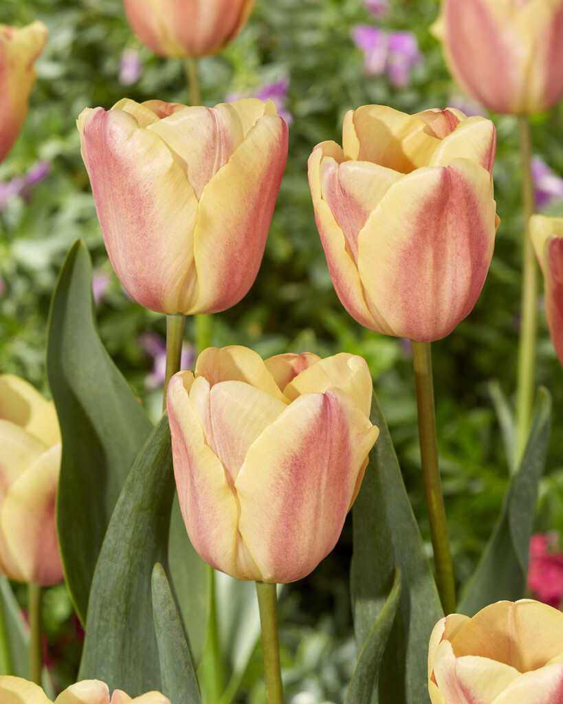 Tulip bulbs Apricot Foxx - lovely tulips in your garden! - Tulip Store