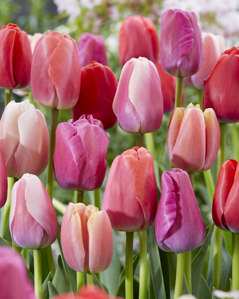Tulpenbollen Purple Pride - hele grote paarse tulp! - Tulip Store
