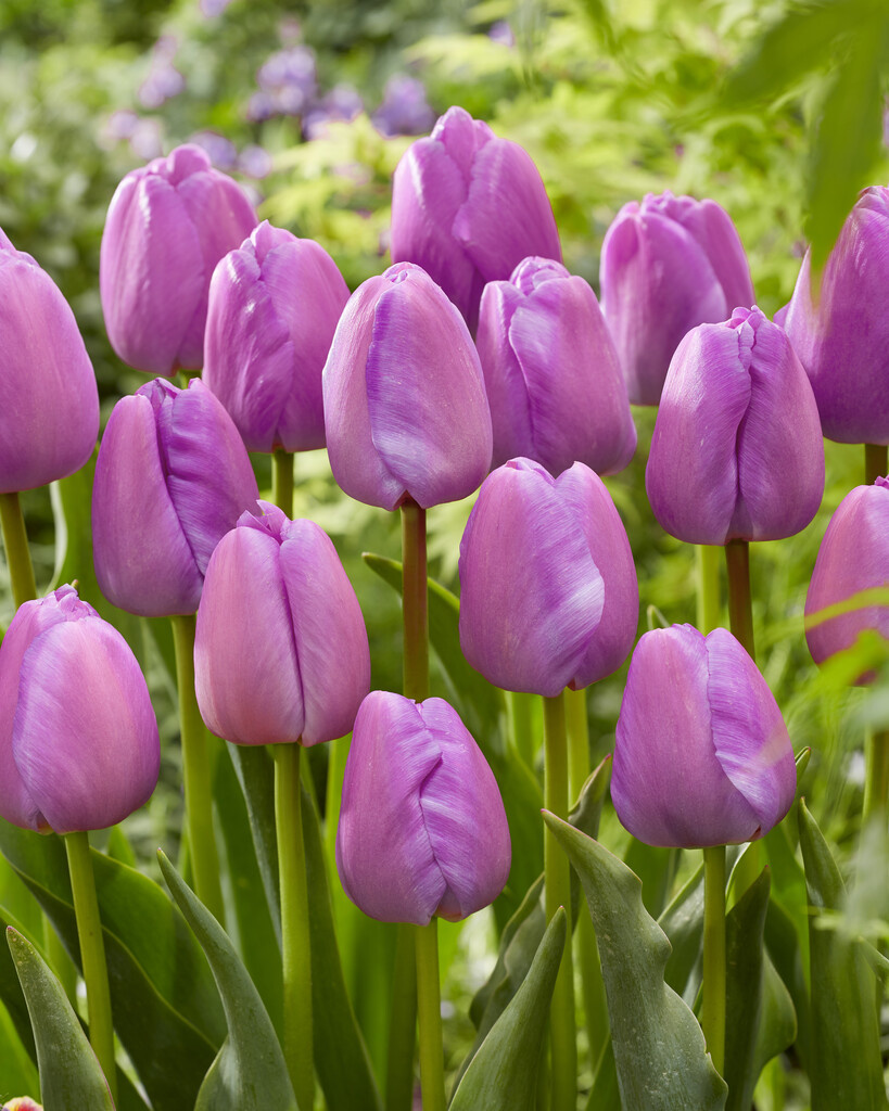 Tulip bulbs Purple Pride - huge tulips in your garden! - Tulip Store