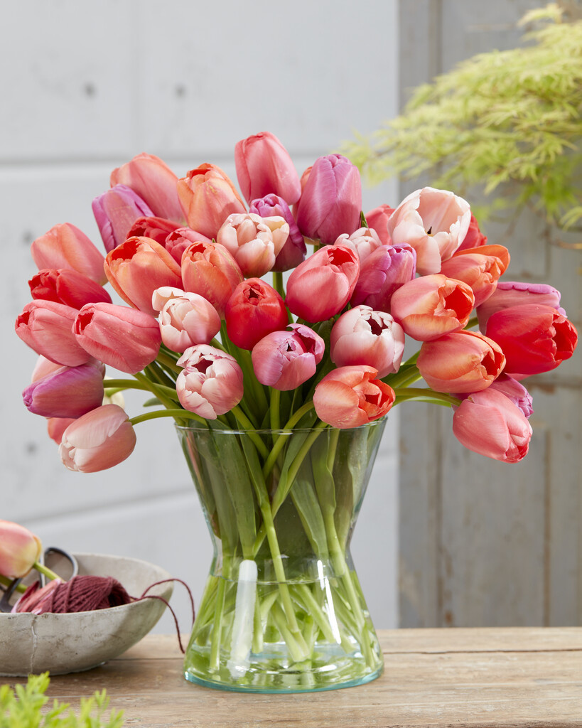 Tulip bulbs Dutch Pride - mixture of large tulips! - Tulip Store