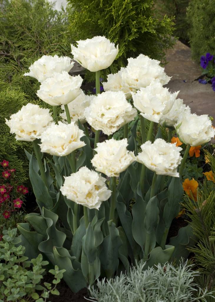 Tulip bulbs Snow Crystal - purewhite, fringed peony tulip! - Tulip Store