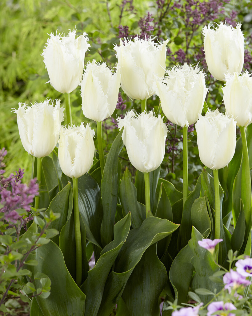Tulipbulbs Noordeinde - bright white, fringed tulip! - Tulip Store