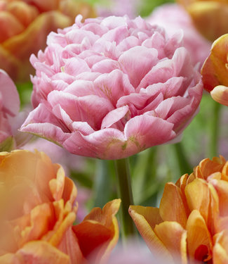 Tulip Store - Tulip Store