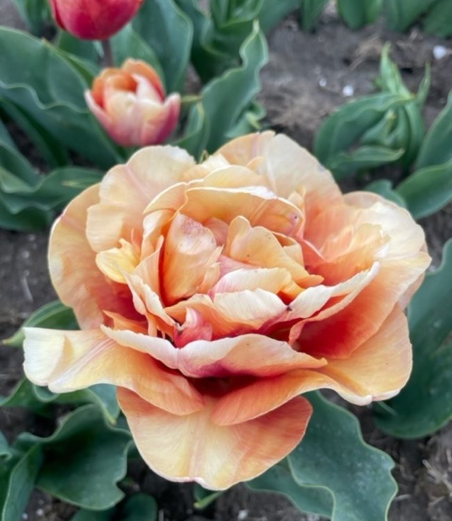 Tulip bulbs Linda's Vintage - exclusive tulipmixture! - Tulip Store
