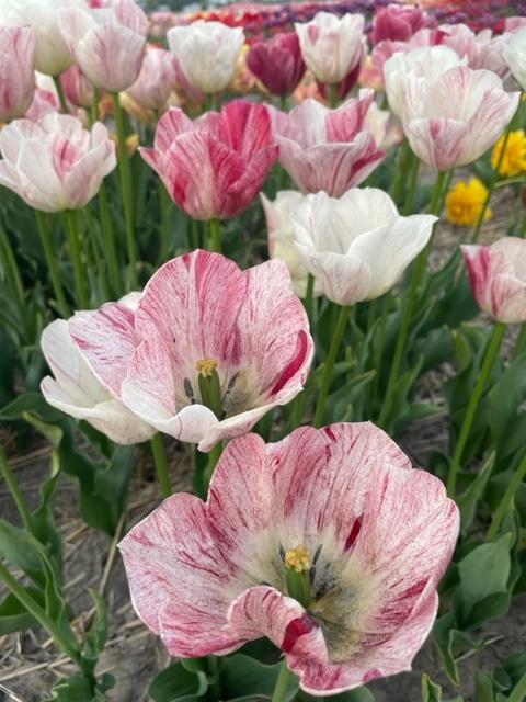 Tulpenbollen Kanok - prachtige gevlamde roze-witte tulp! - Tulip Store