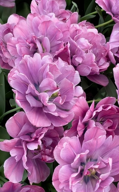 Tulip bulbs Rosy Diamond - new, very exclusive peonyflowering tulip ...