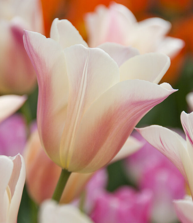 Tulip bulbs Sanne - lovely pastelcoloured tulip! - Tulip Store
