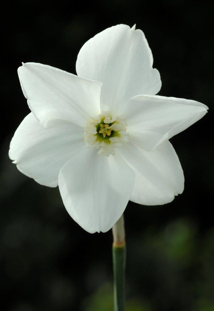 Narcissus bulbs Polar Ice - lovely exclusive daffodil! - Tulip Store