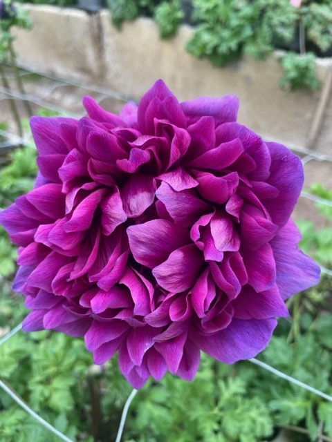 Anemone Carillon Magenta - wonderful exclusive anemone! - Tulip Store