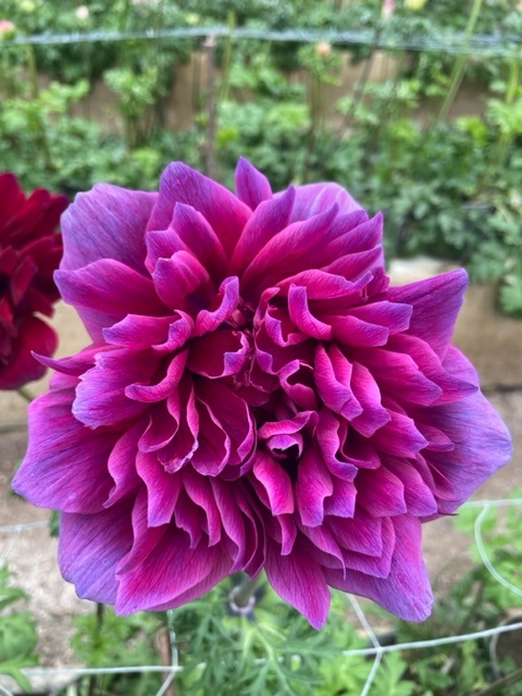 Anemone Carillon Magenta - wonderful exclusive anemone! - Tulip Store