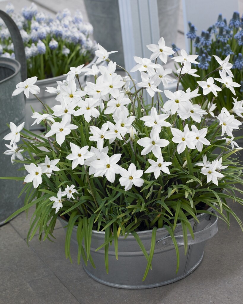 Ipheion Alberto Castillo - lovely white Ipheion! - Tulip Store
