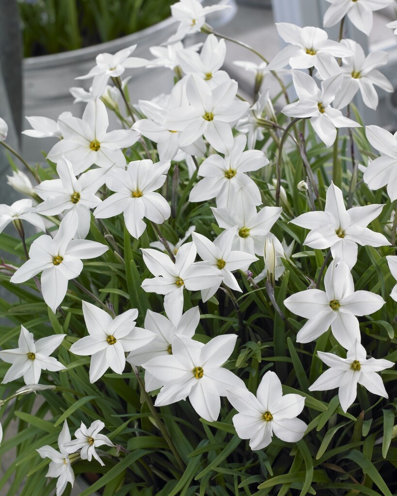 Ipheion Alberto Castillo - lovely white Ipheion! - Tulip Store