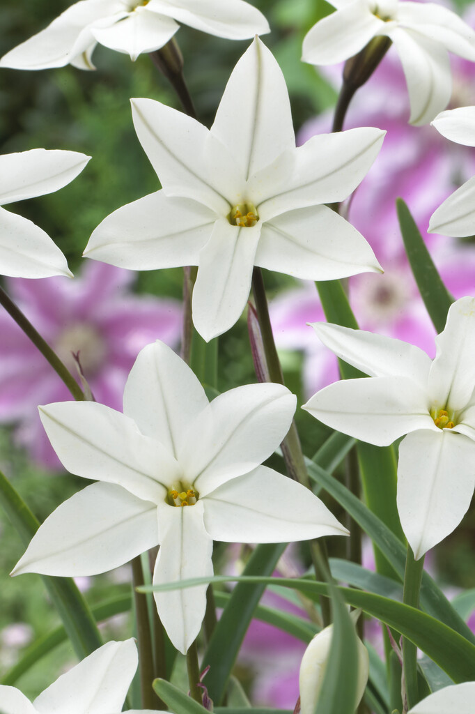 Ipheion Alberto Castillo - lovely white Ipheion! - Tulip Store