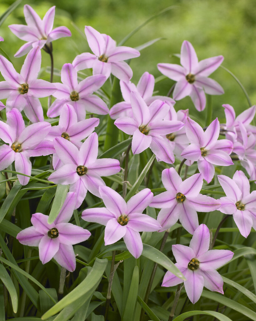 Ipheion Charlotte Bishop - lovely lilac pink Ipheion! - Tulip Store