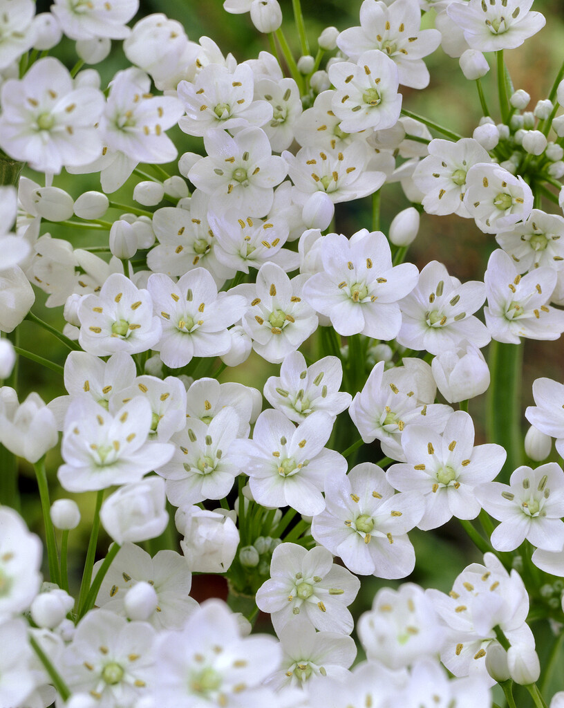 Allium Neapolitanum - lovely white Allium! - Tulip Store