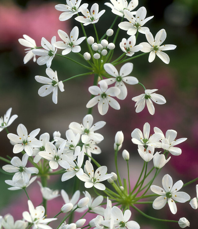 Allium Neapolitanum - lovely white Allium! - Tulip Store