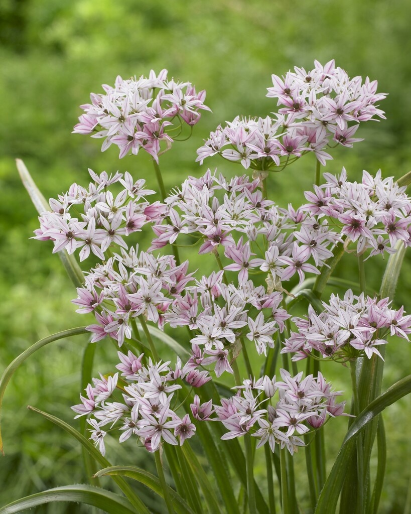 Allium Cameleon - lovely softpink Allium! - Tulip Store