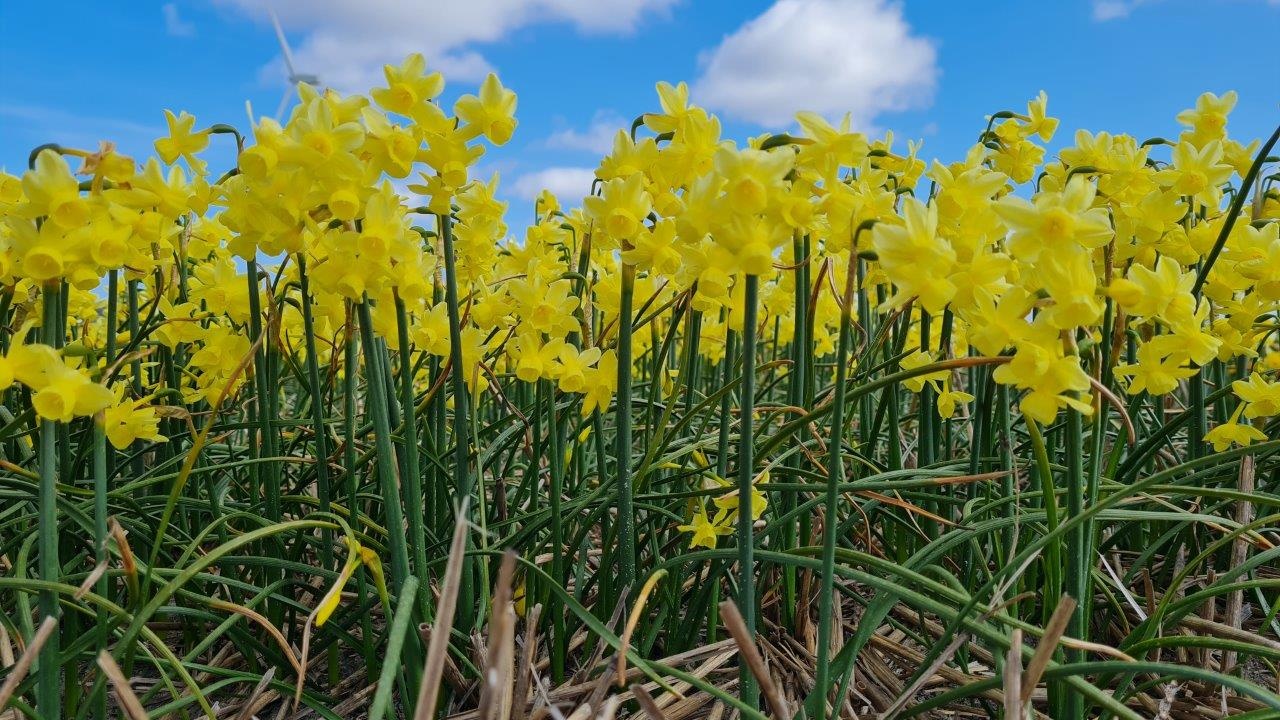 Narcissus Angel's Breath - new botanical multiflowering daffodil ...