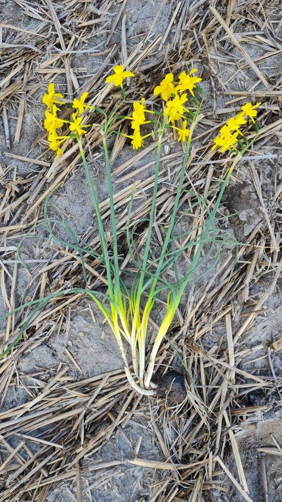Narcissus Angel's Breath - new botanical multiflowering daffodil ...
