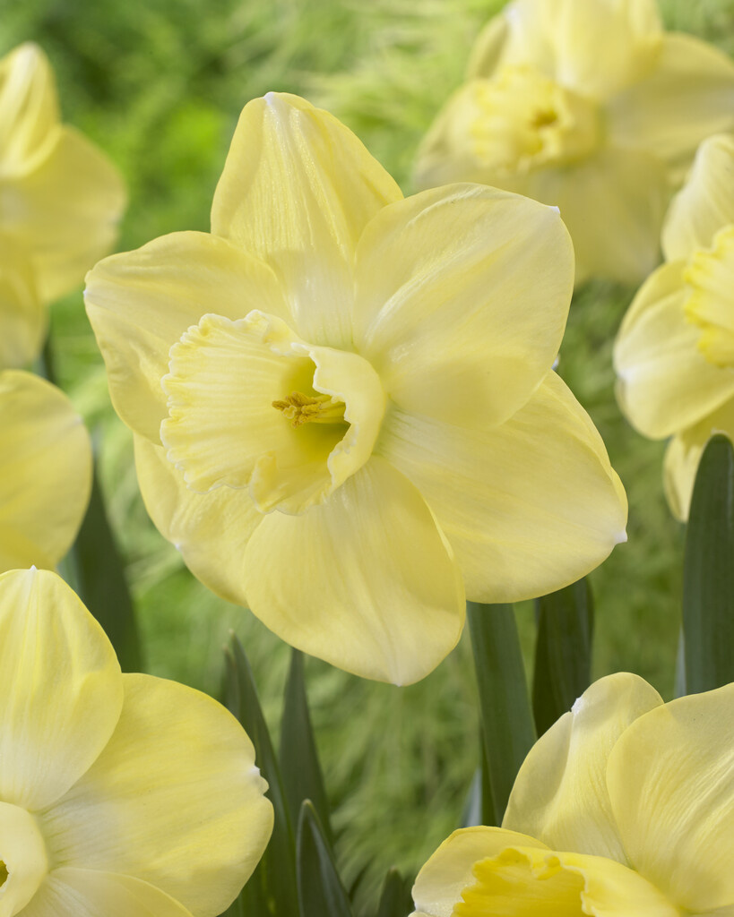Narcissusbulbs Avalon - new wonderful lemon yellow daffodil! - Tulip Store