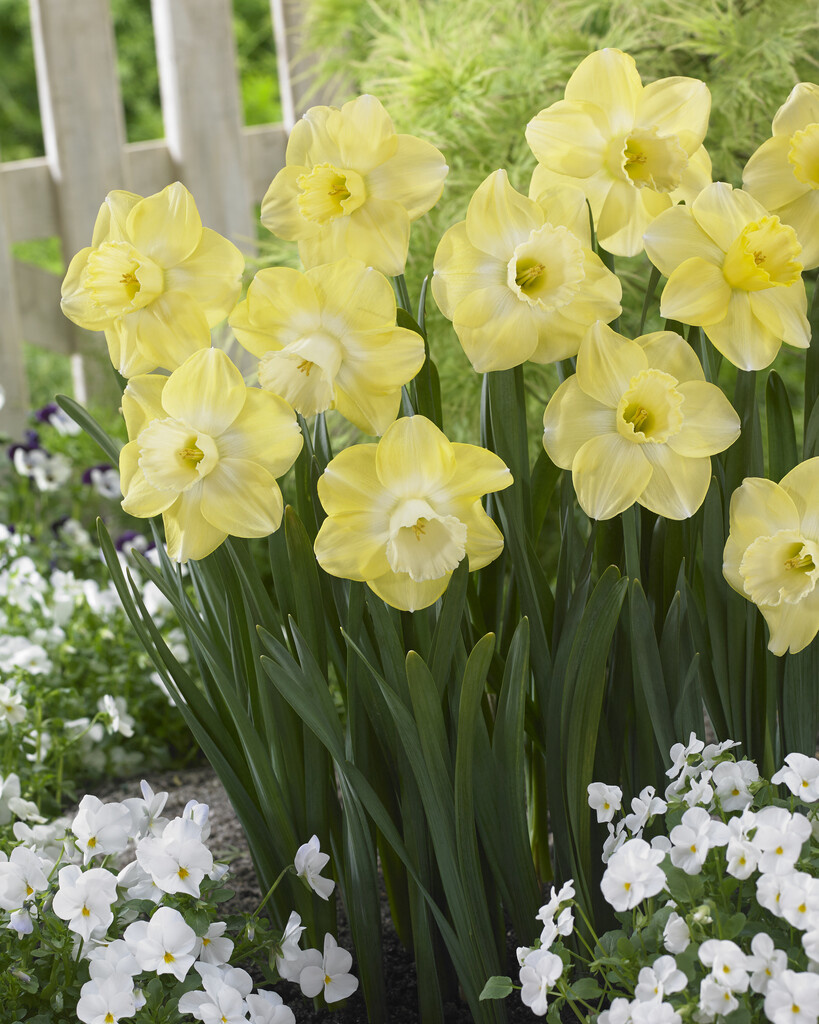 Narcissusbulbs Avalon - new wonderful lemon yellow daffodil! - Tulip Store