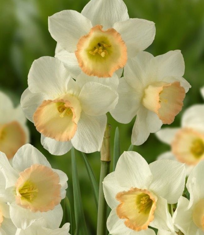 Daffodil bulbs Cosmopolitan - exclusive smalcupped pink daffodil ...