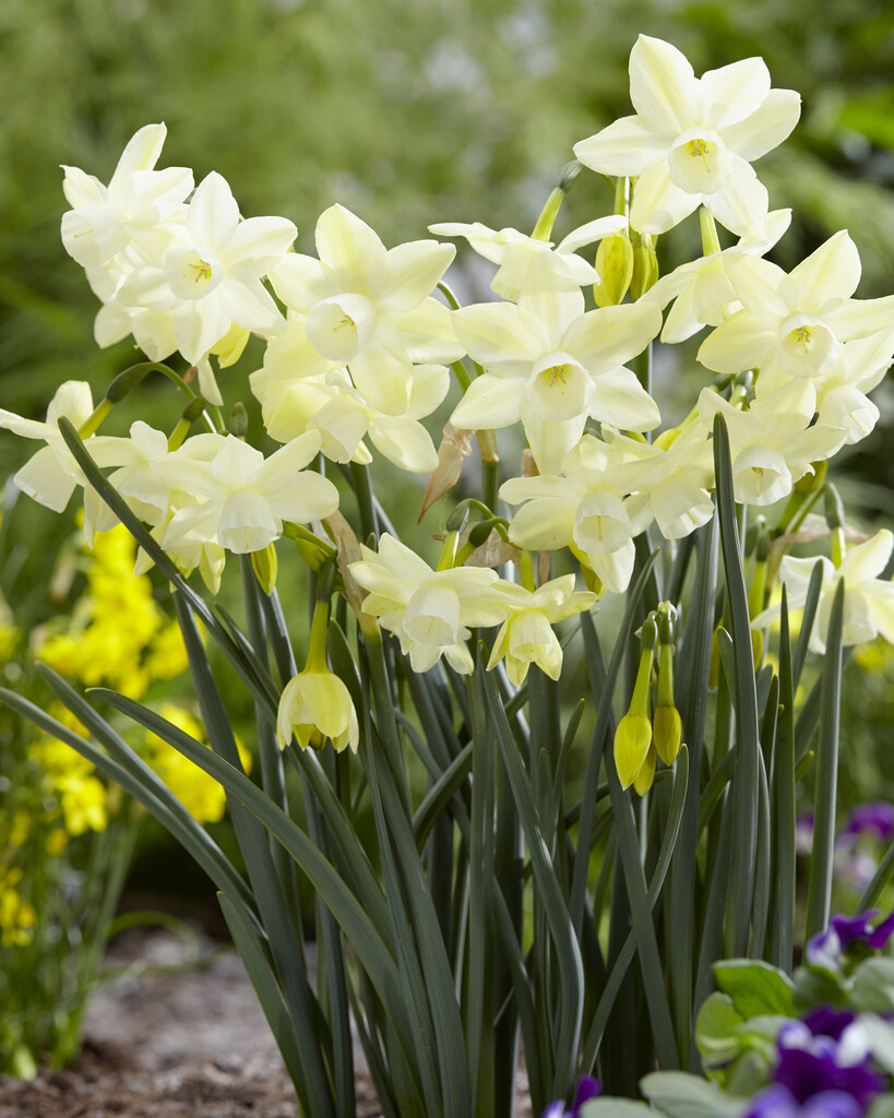 Narzissenzwiebeln Moonlight Sensation - neue, mehrblumige Narzisse! - Tulip Store