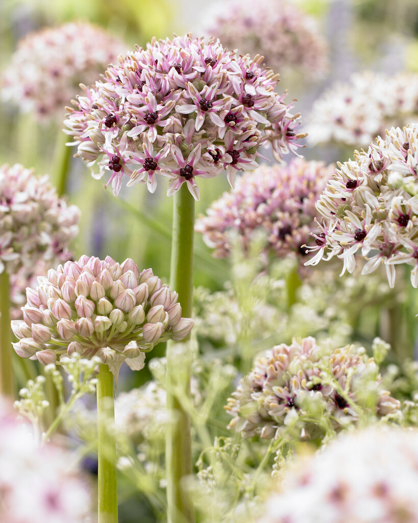 Allium Silver Spring - wonderful white-darkred allium! - Tulip Store