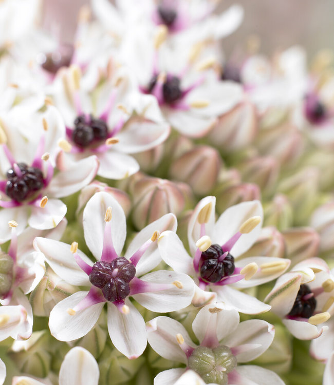Allium Silver Spring - wonderful white-darkred allium! - Tulip Store
