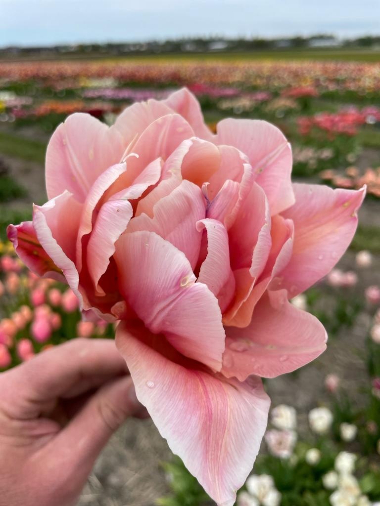Tulip bulbs Coral Blush - new, very exclusive peonyflowering tulip ...