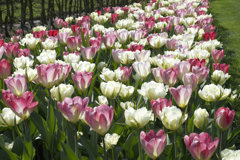 Tulip bulbs Exotic Emperor - elegant, perennial tulip! - Tulip Store