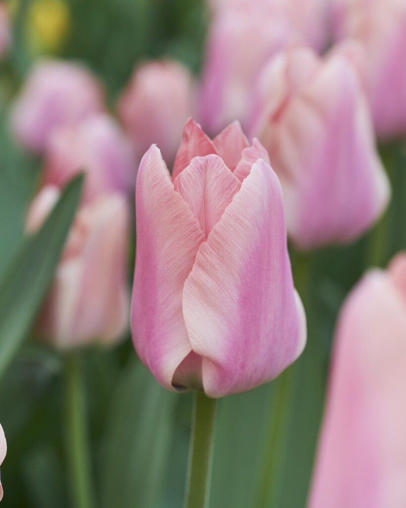 Tulip bulbs Apricona - new, stong tulip! - Tulip Store