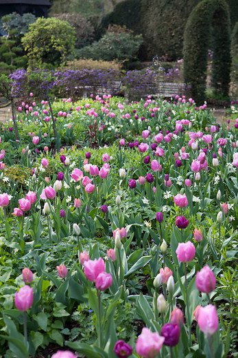 Tulip bulbs Candy Prince - suitable for border and pot! - Tulip Store