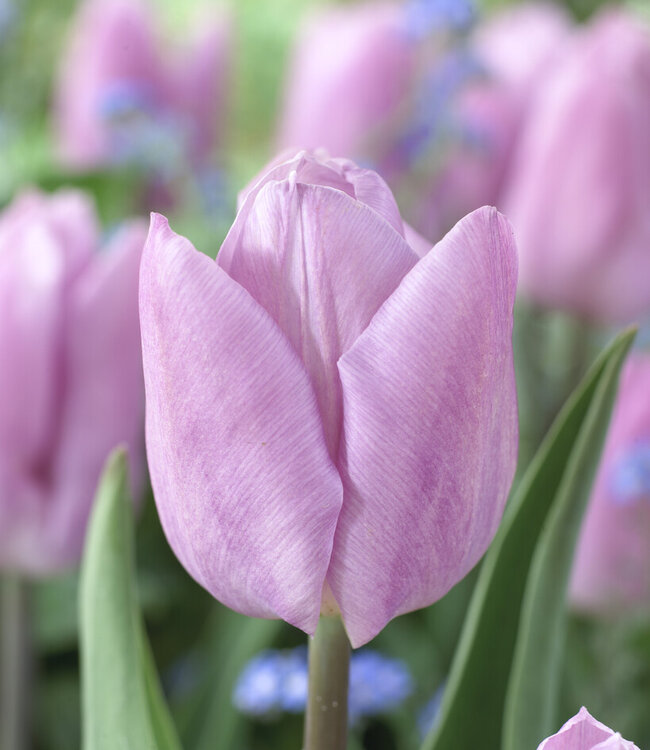 Tulip bulbs Candy Prince - suitable for border and pot! - Tulip Store