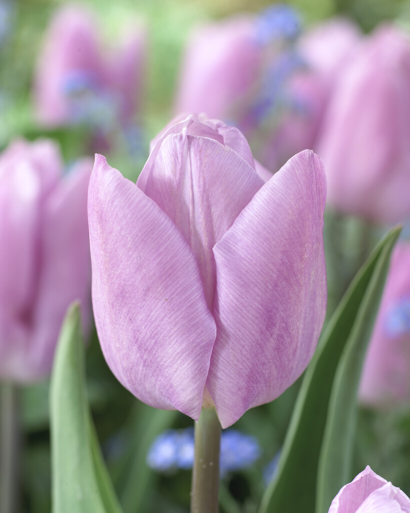 Tulip bulbs Candy Prince - suitable for border and pot! - Tulip Store