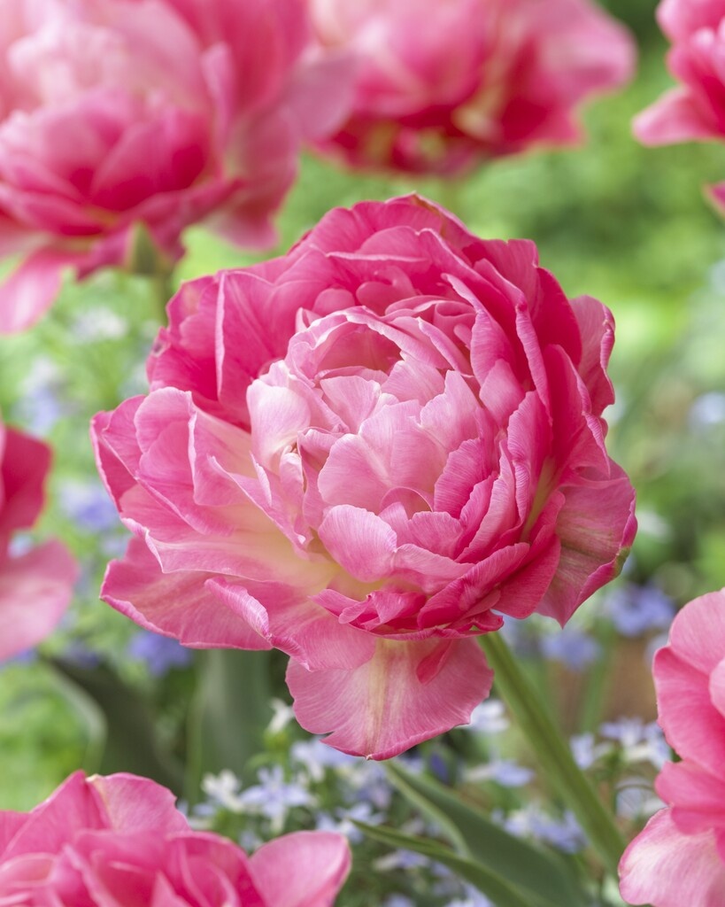 Tulip bulbs Double Sugar - new, beautiful, sweetpink peony tulip ...